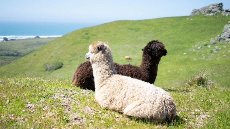 Alpaca Picnic Adventure in the Maremma Countryside